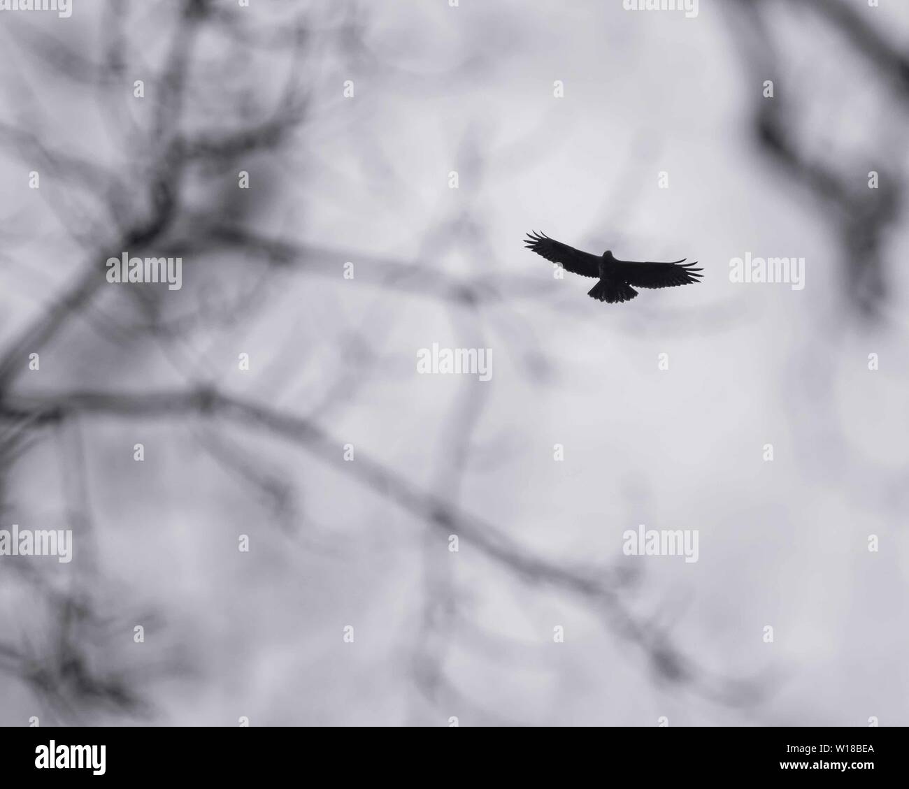 Common buzzard bird of prey hi-res stock photography and images - Alamy