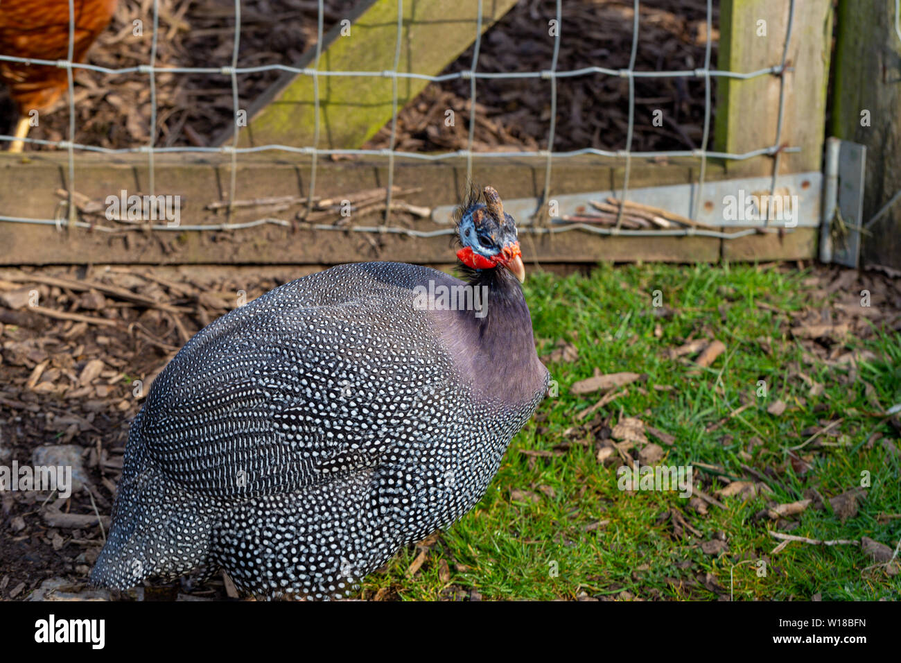 Male Guinea fowl (Numida Meleagris) on a farm Stock Photo - Alamy