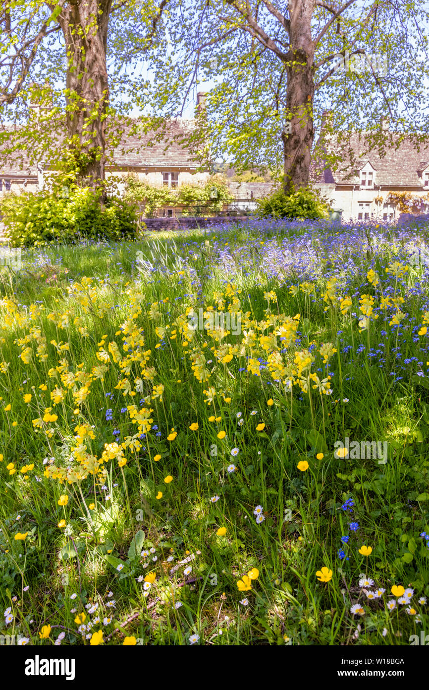 Spring flowers on the green in the Cotswold village of Windrush ...