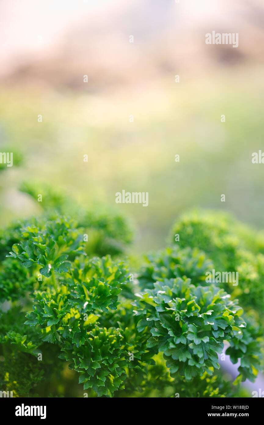 Aromatic spring parsley hi-res stock photography and images - Alamy