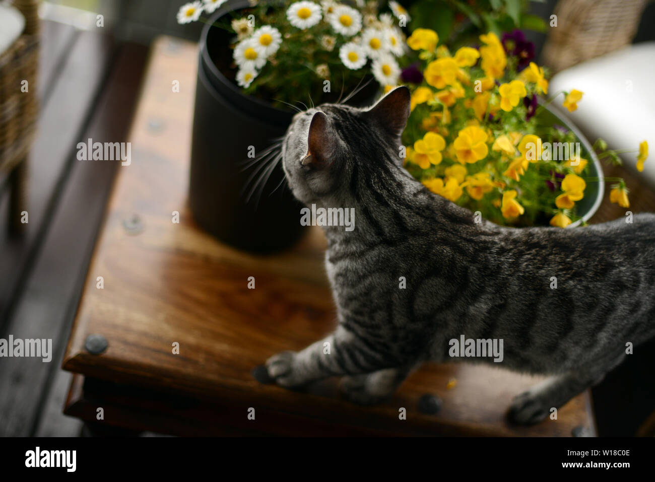 Sniffing Flowers High Resolution Stock Photography and Images - Alamy