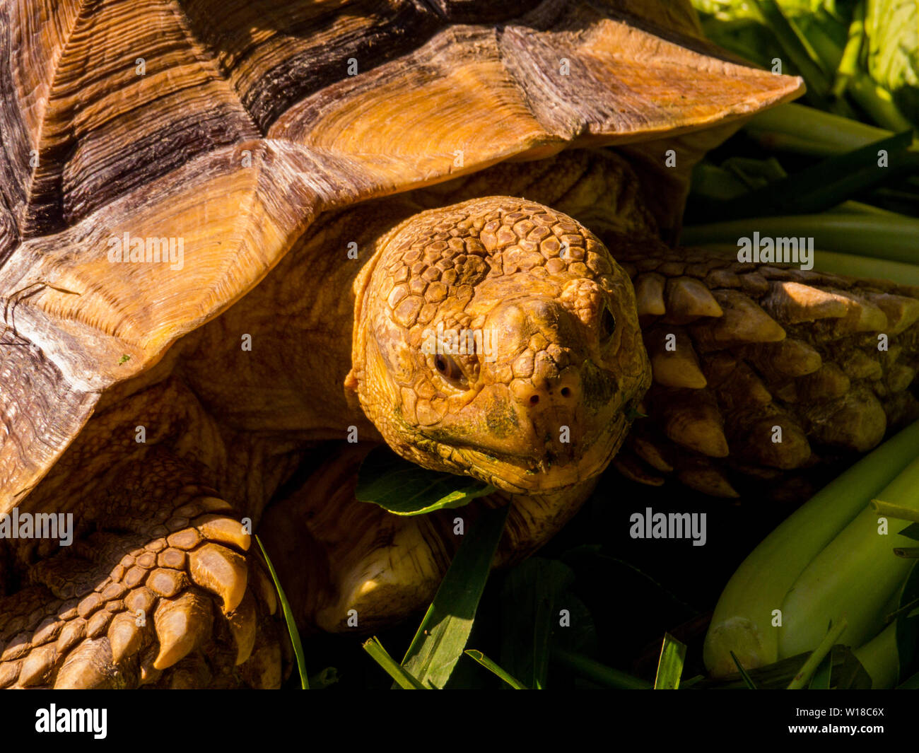 Giant Turtle Portrait Stock Photo - Alamy