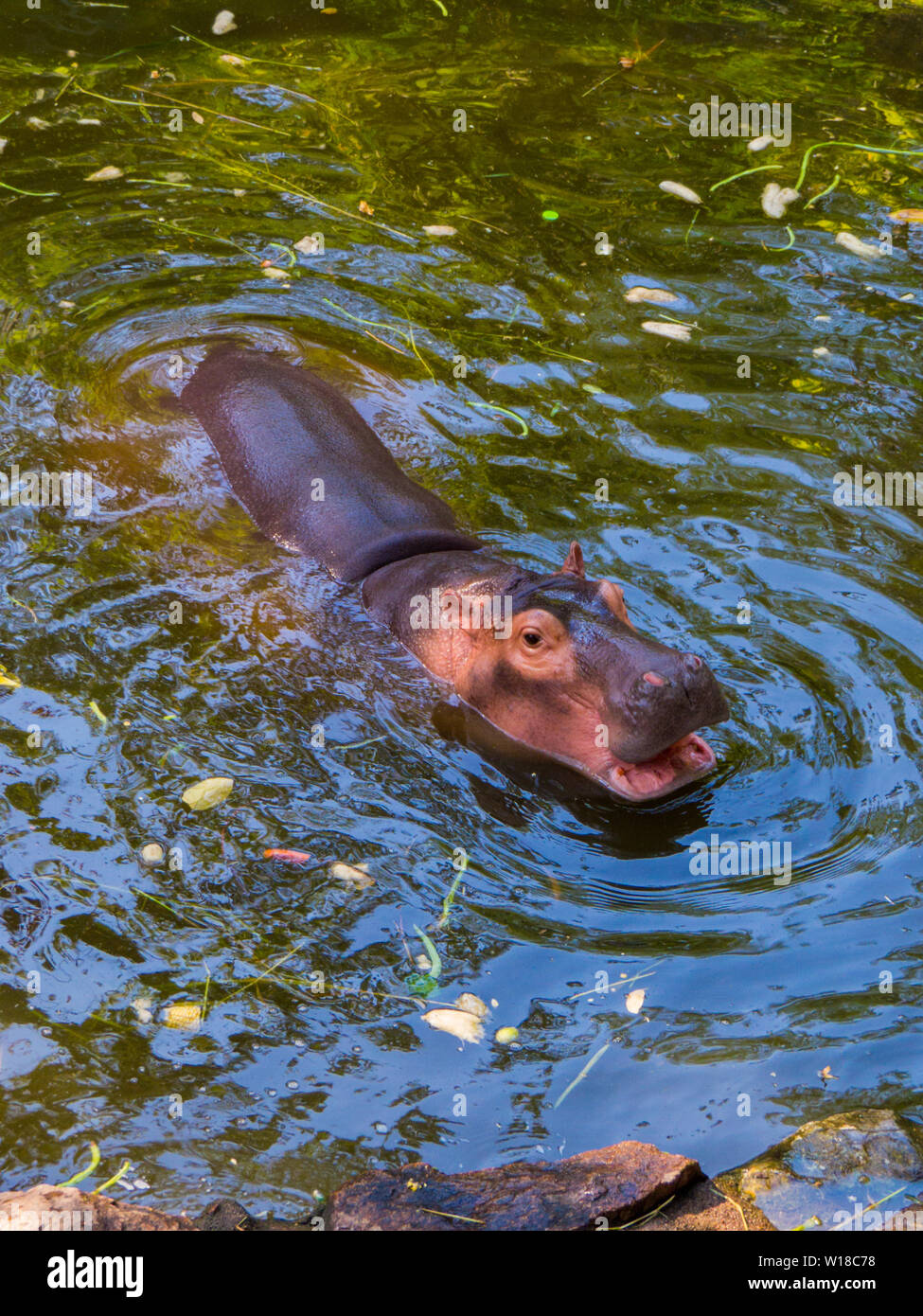 Hippopotamus mouth hi-res stock photography and images - Alamy