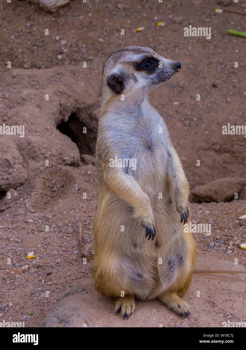 Funny meerkat hi-res stock photography and images - Alamy