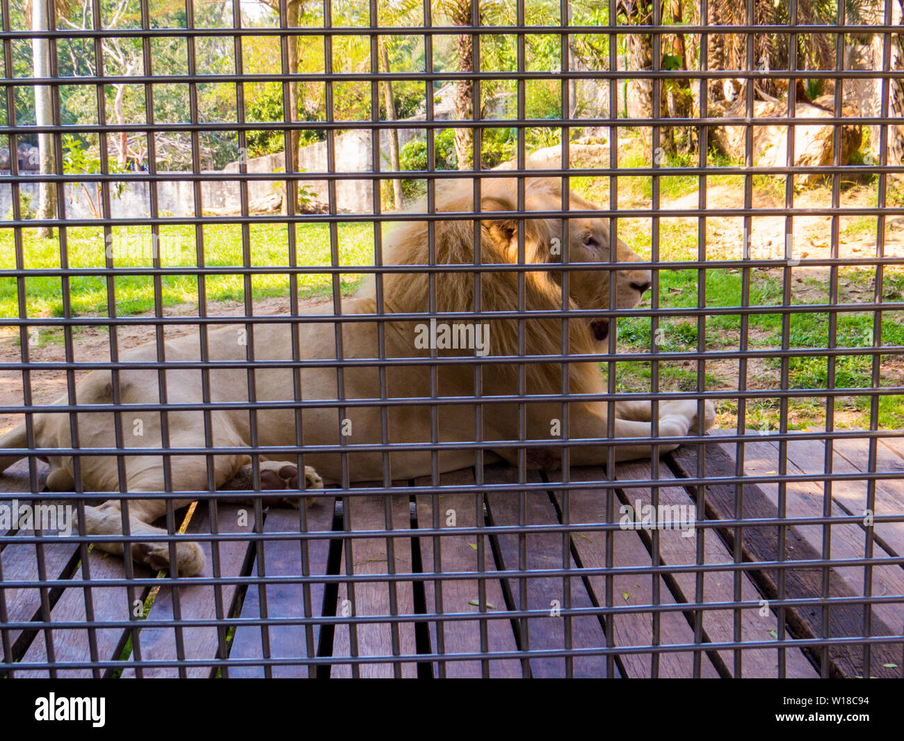 Predator cage lion cage hi-res stock photography and images - Alamy