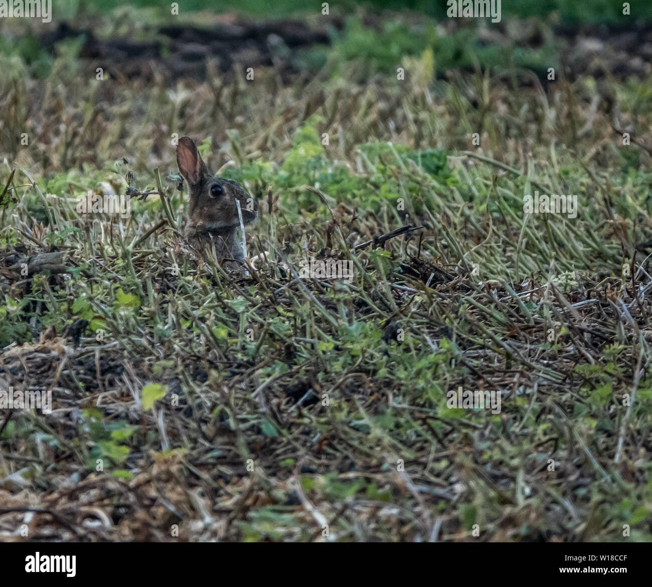 Rabbit Hole High Resolution Stock Photography and Images - Alamy
