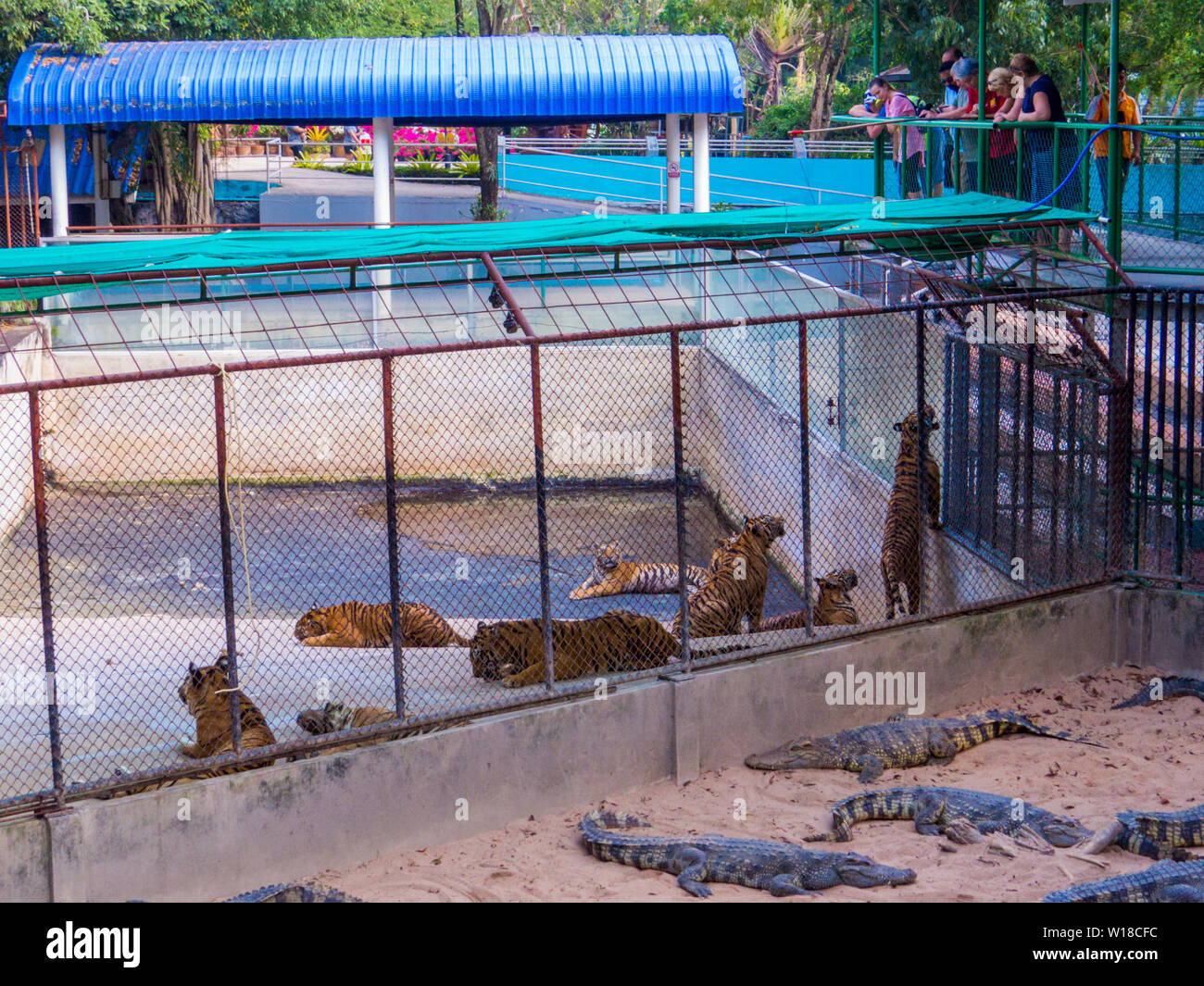 Crocodiles and tigers in Sriracha Tiger Zoo, Pattaya, Thailand Stock ...