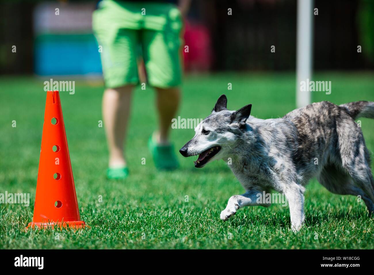 Obedience active hi-res stock photography and images - Alamy