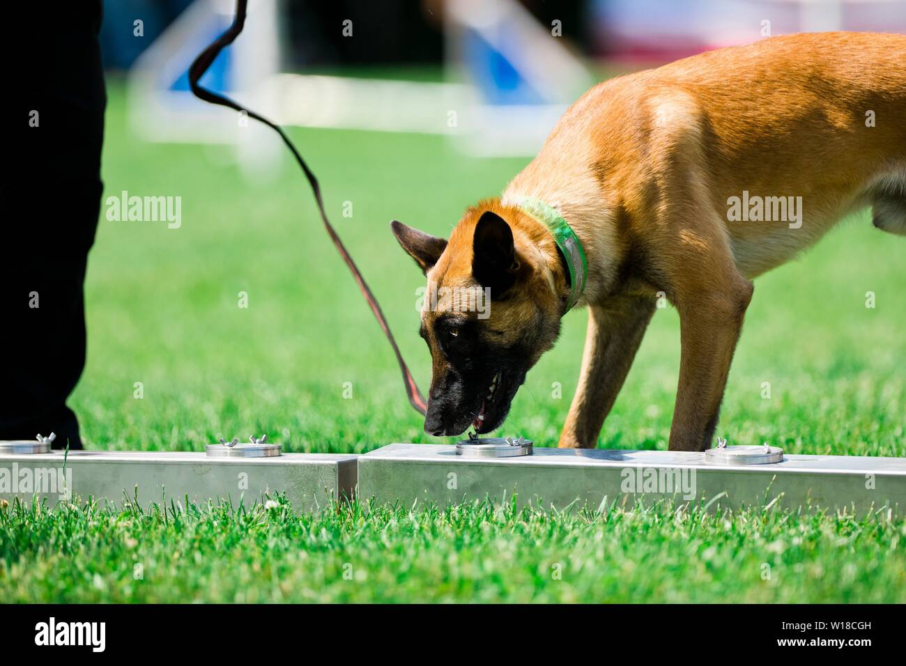 Police dog malinois track drugs during training, animal senses Stock ...