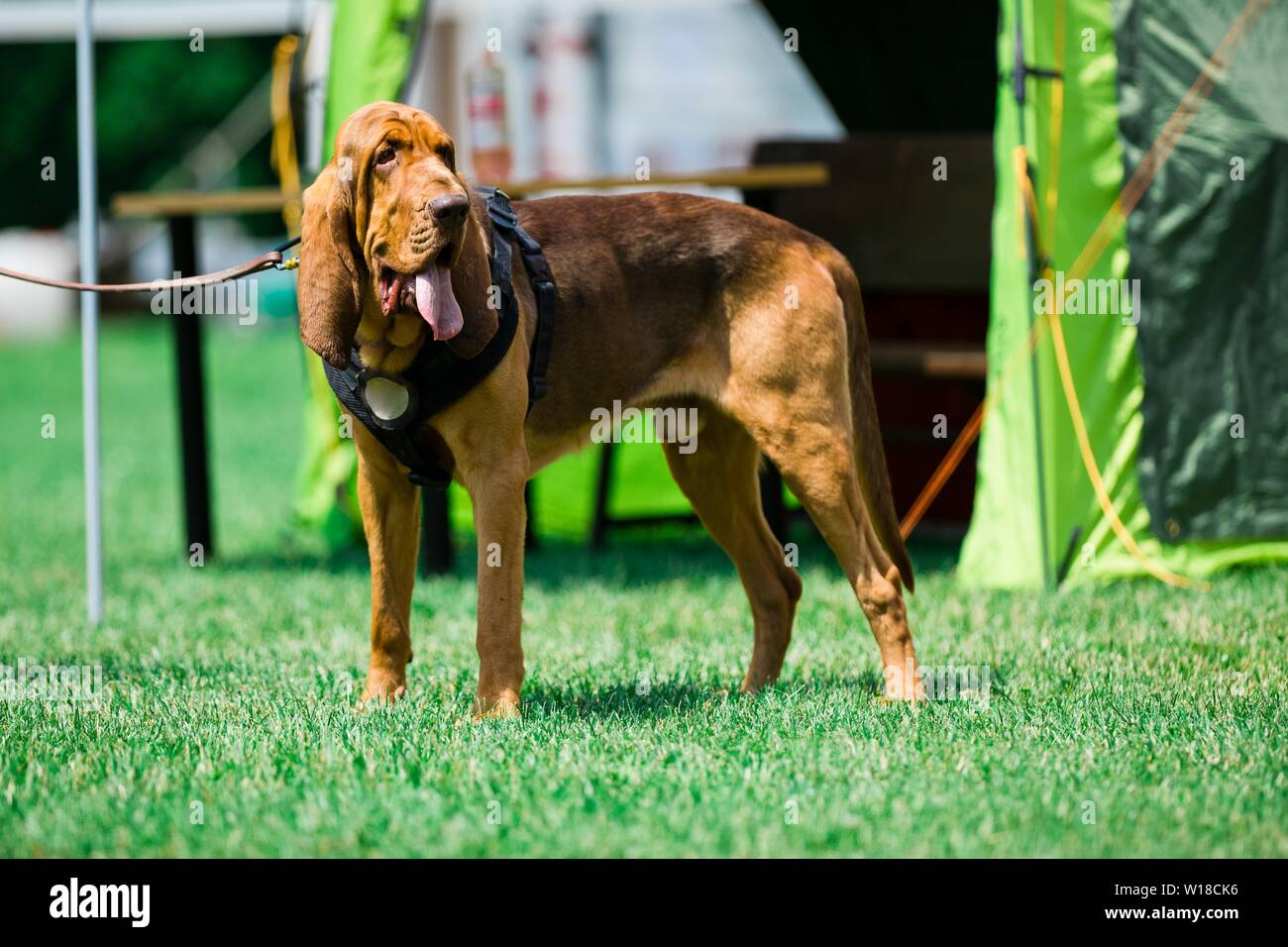 Bloodhound dog on lash, big service dog Stock Photo - Alamy