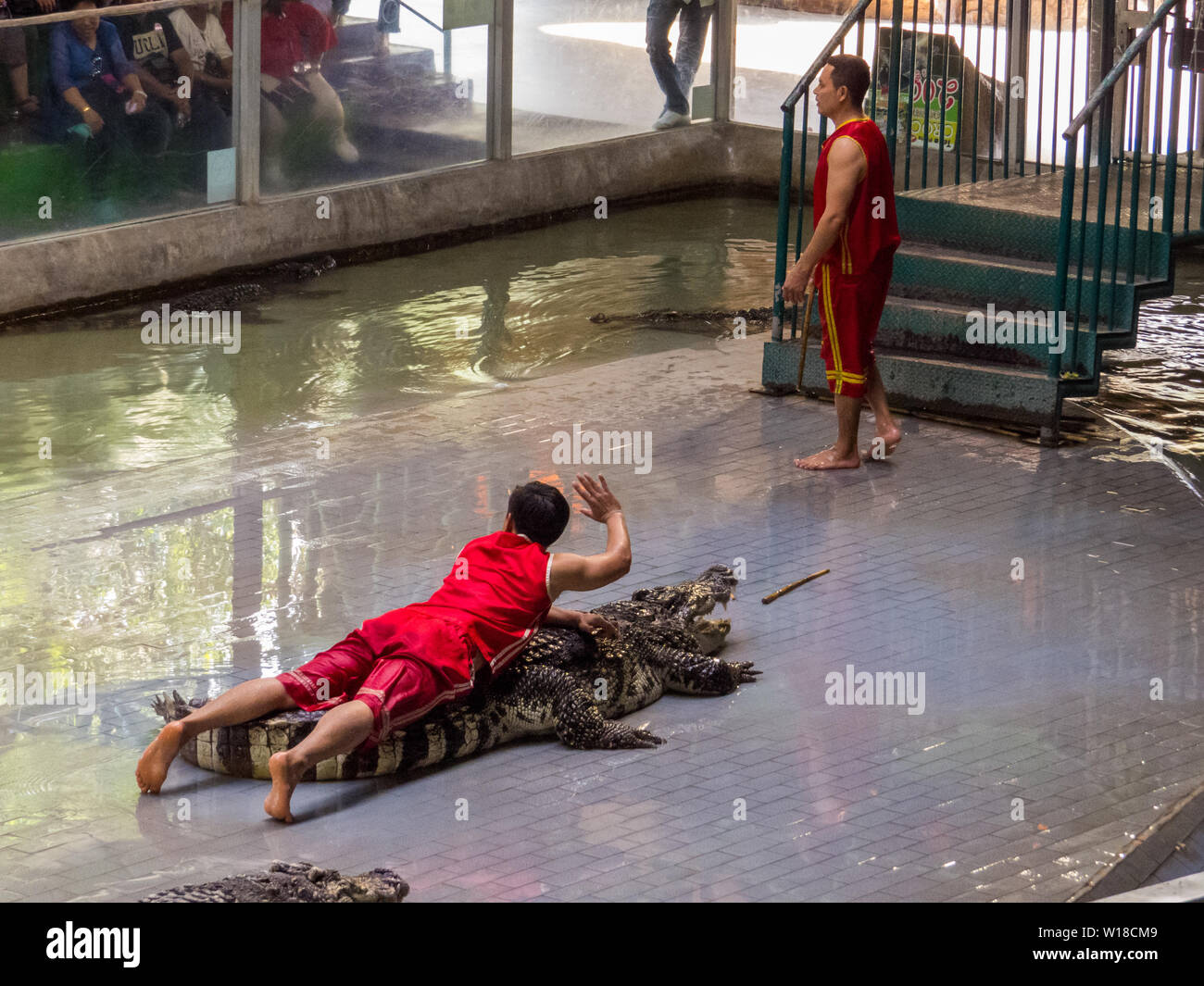 Swimming tiger pool hi-res stock photography and images - Alamy