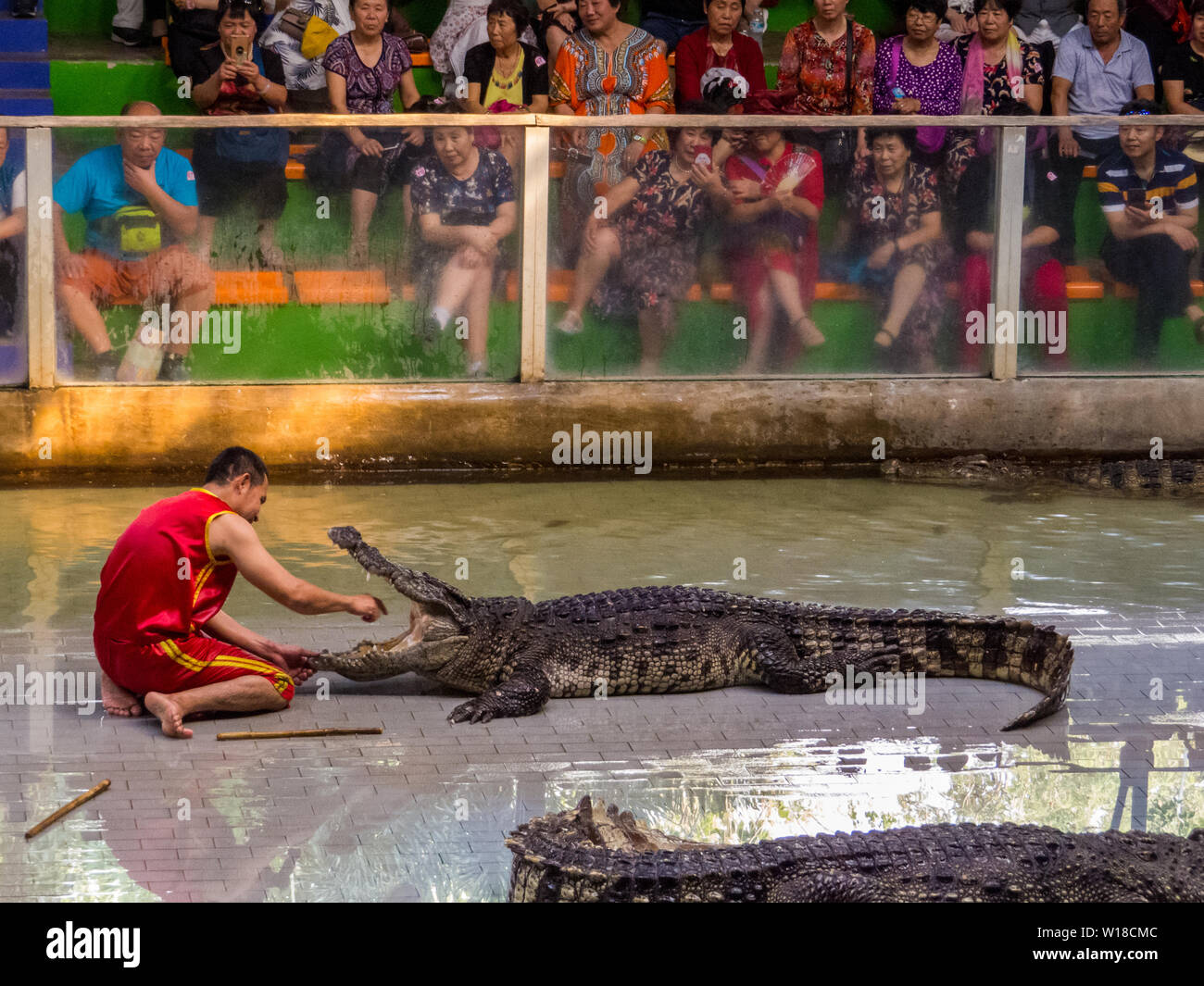 Tourism crocodile show mouth hi-res stock photography and images - Alamy