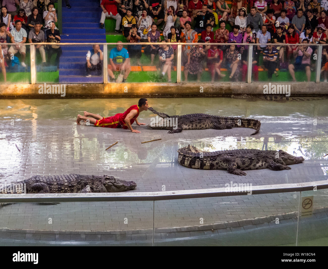 Crocodile Show in Sriracha Tiger Zoo, Pattaya, Thailand Stock Photo - Alamy