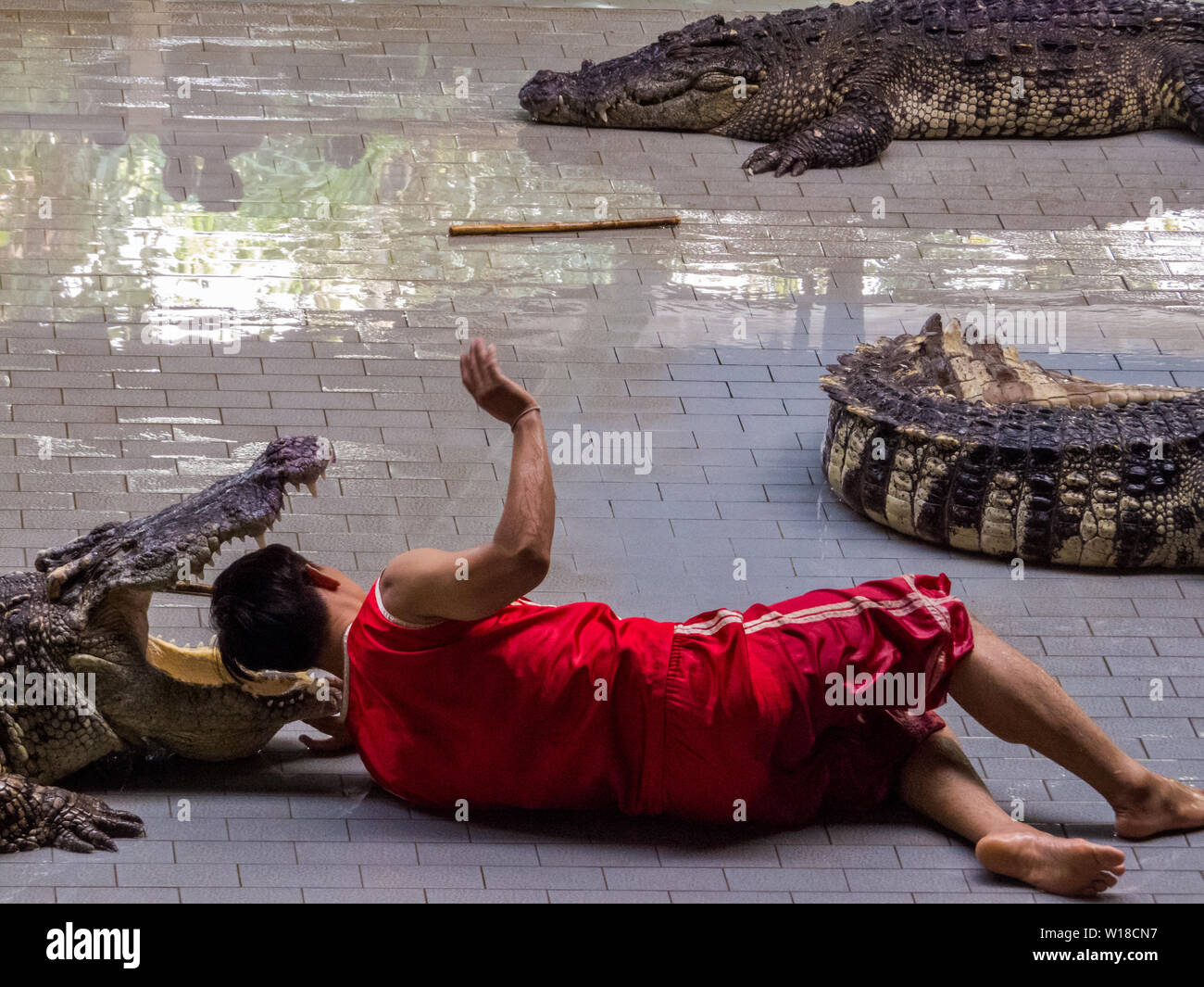 Crocodile Show in Sriracha Tiger Zoo, Pattaya, Thailand Stock Photo - Alamy