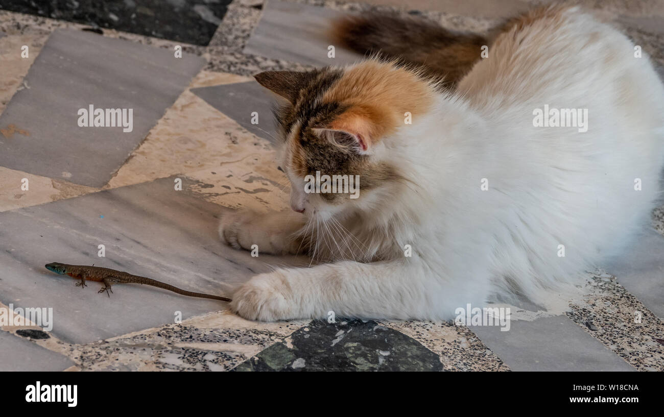 Cat catches lizard in Corfu Stock Photo - Alamy