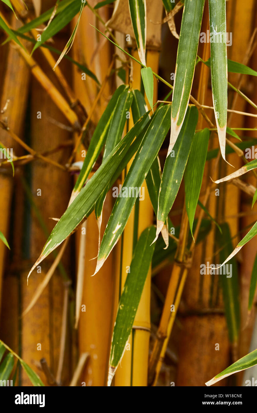 bamboo plant close-up in the Santa Catarina Park, Funchal, Madeira ...