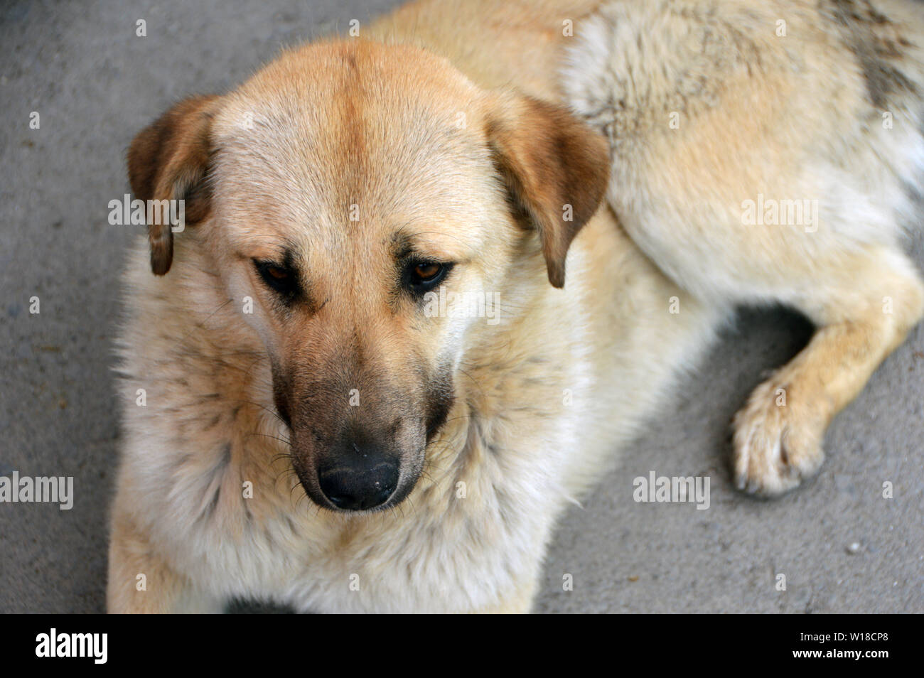 Georgien. 20th May, 2019. A stray dog lies on a road in a village in ...