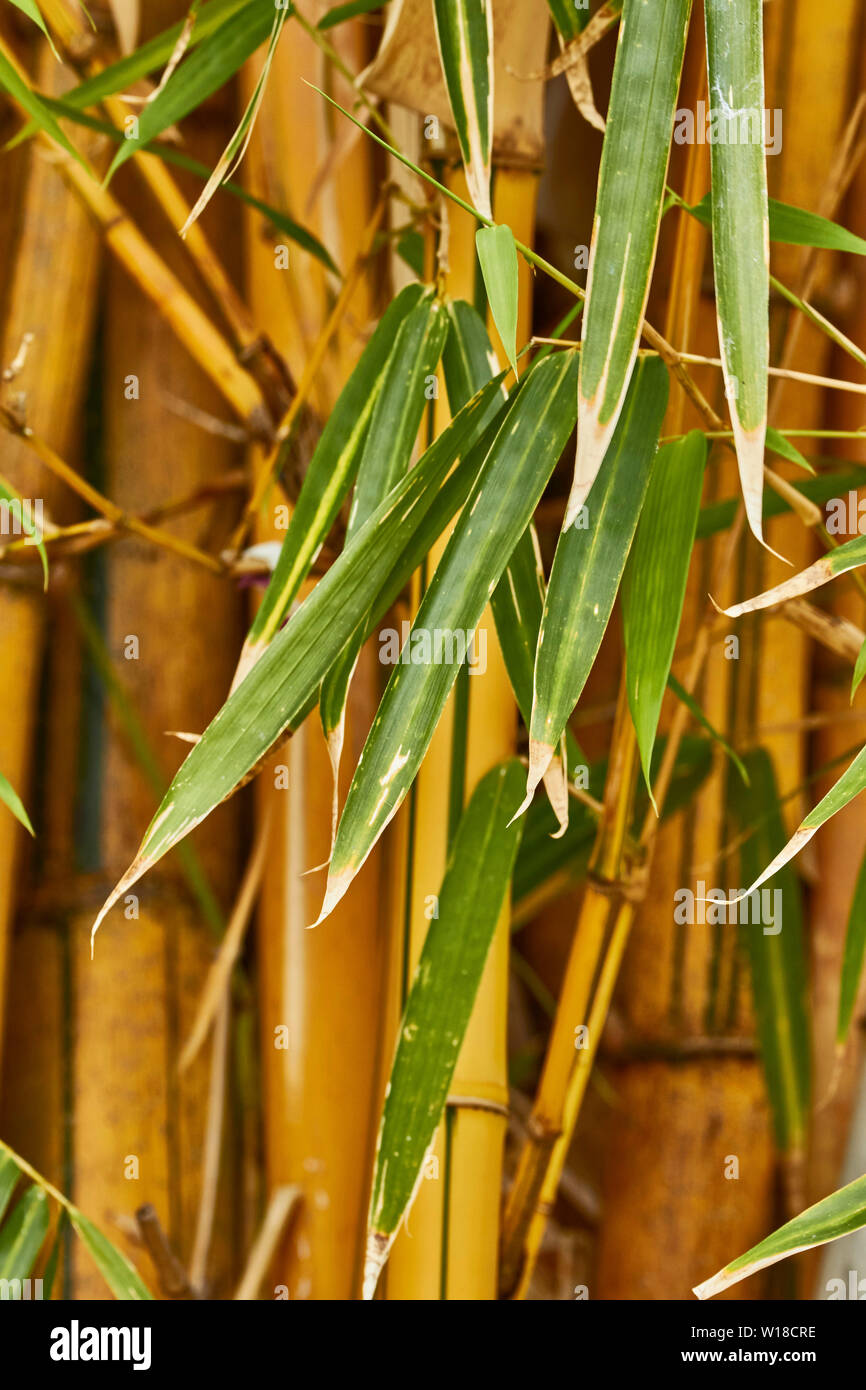bamboo plant close-up in the Santa Catarina Park, Funchal, Madeira ...