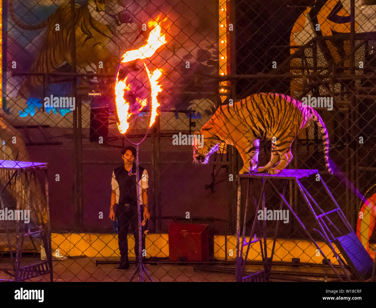 View of the Tiger Show in Sriracha Tiger Zoo, Pattaya, Thailand Stock ...