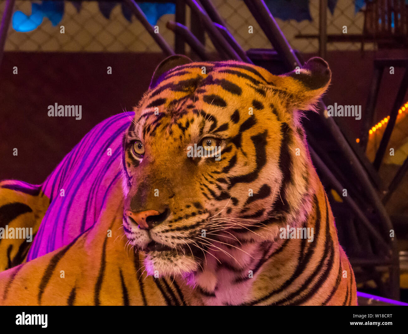 Thai Tiger Show
