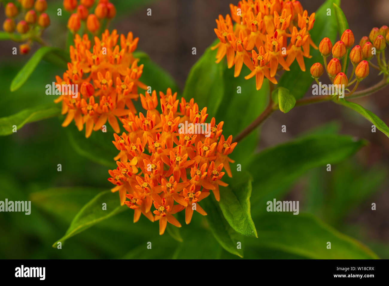 several blossoms of the orange butterfly weed or bush Stock Photo - Alamy