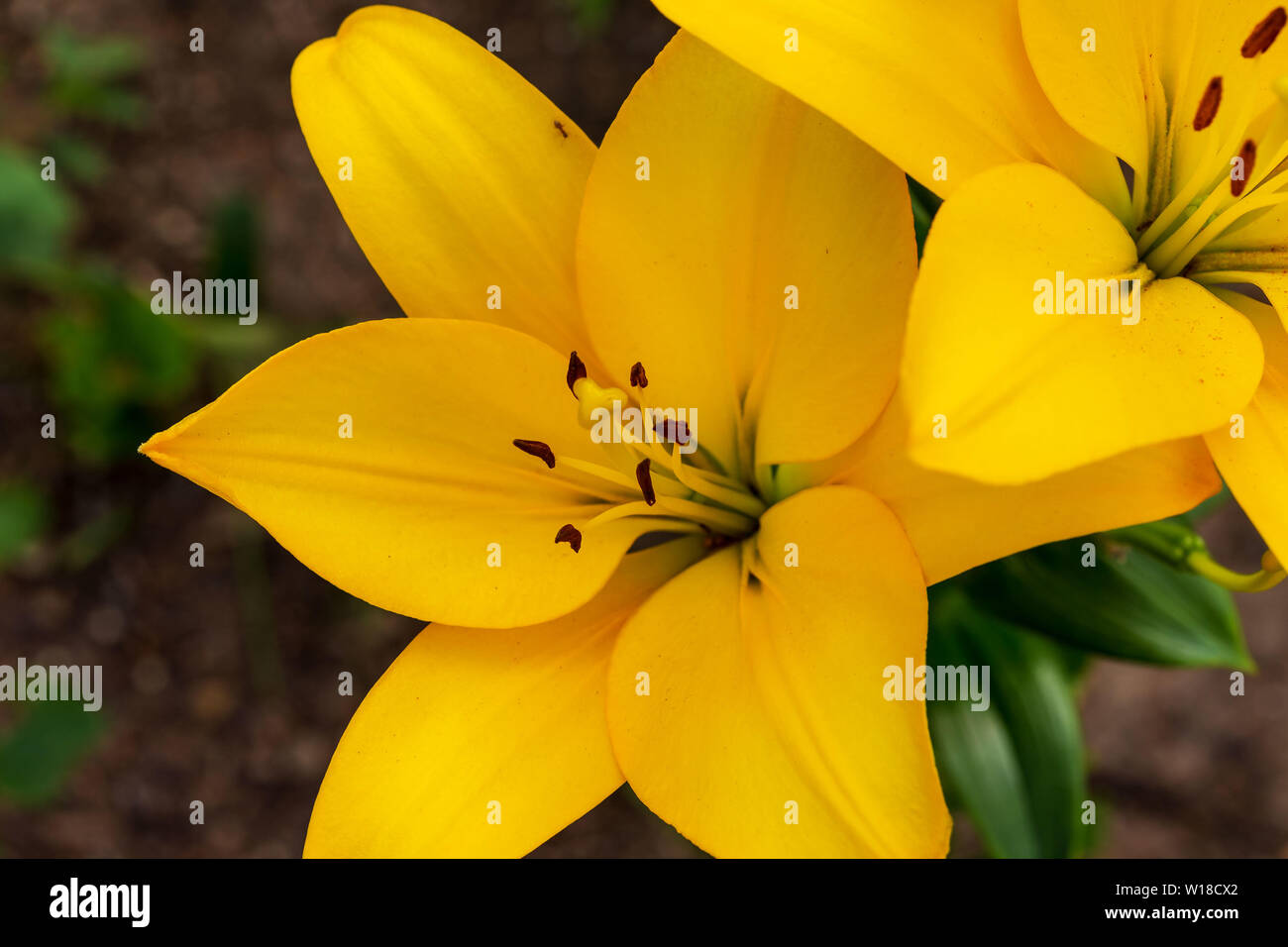 Open cut lilies hi-res stock photography and images - Alamy