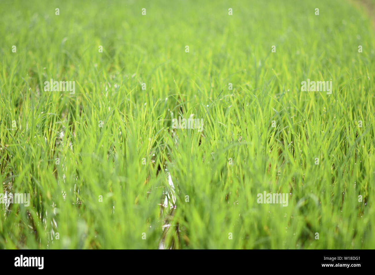 Fresh Green Paddy Fiend at Srirangapatna, Karnataka, India Stock Photo ...