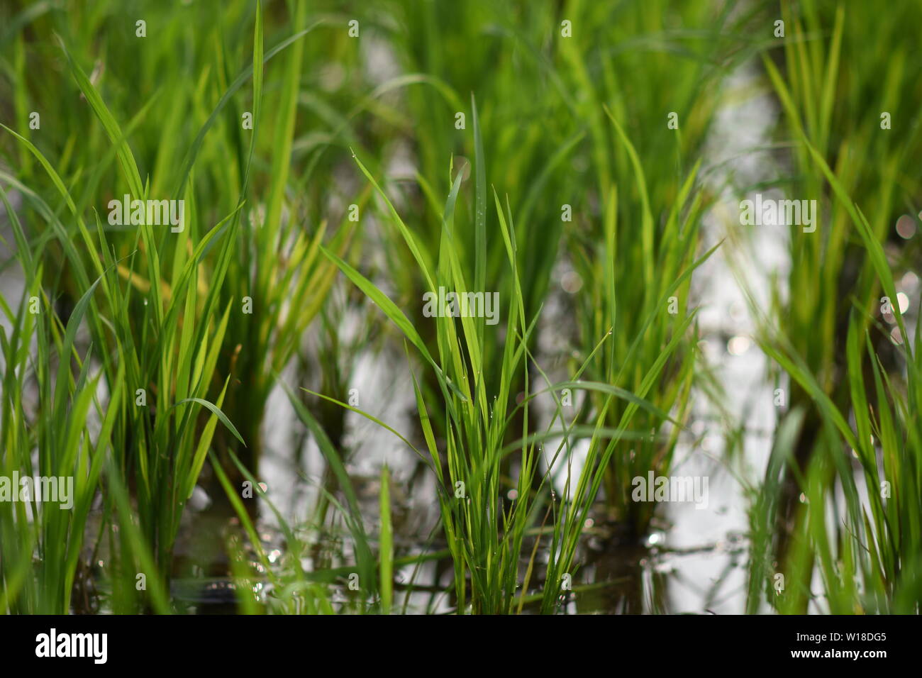 Fresh Green Paddy Fiend at Srirangapatna, Karnataka, India Stock Photo ...