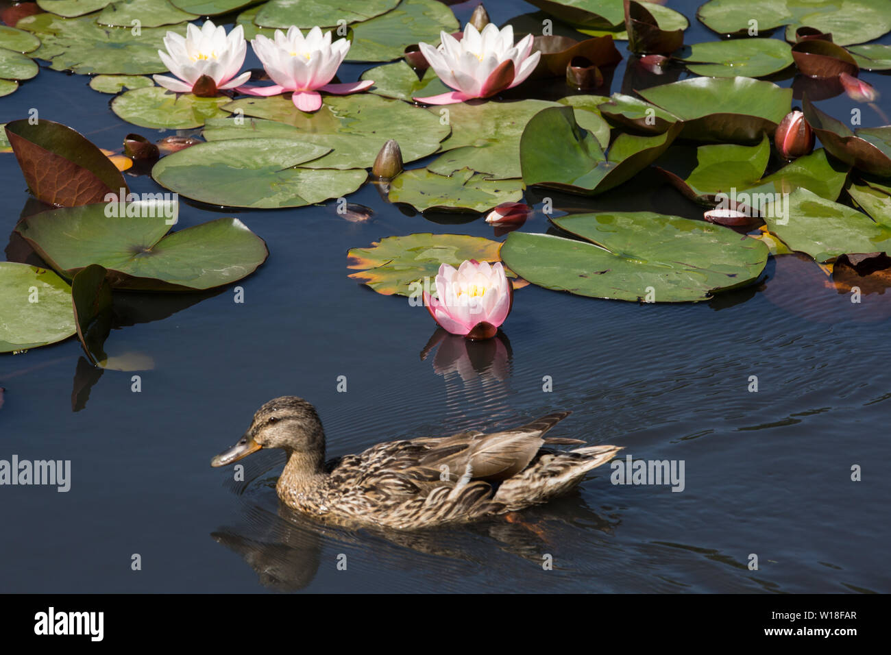 Female mallard duck in flower hi-res stock photography and images - Alamy