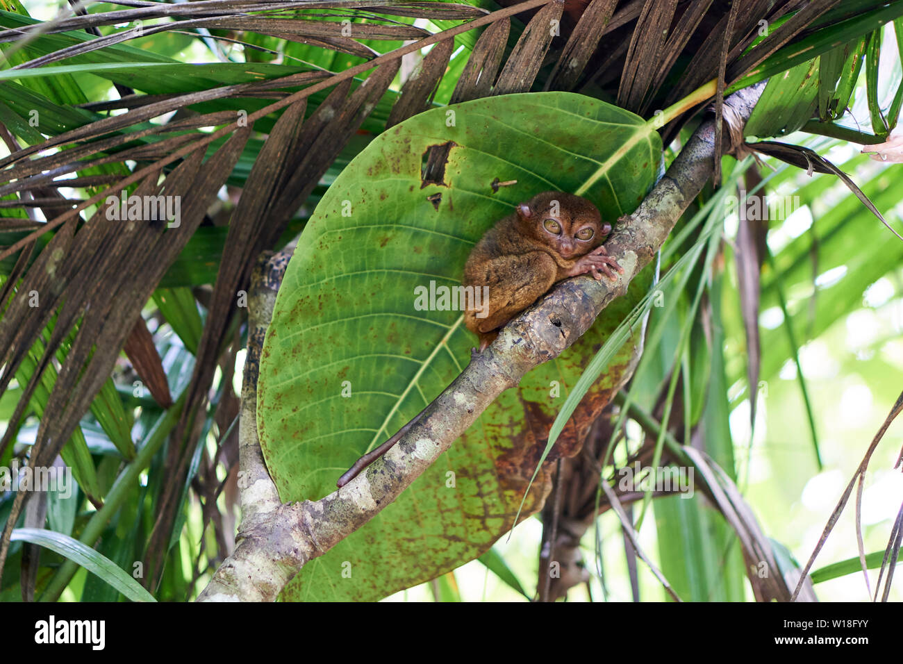 Tarsier monkeys in Bohol, Philippines Stock Photo - Alamy