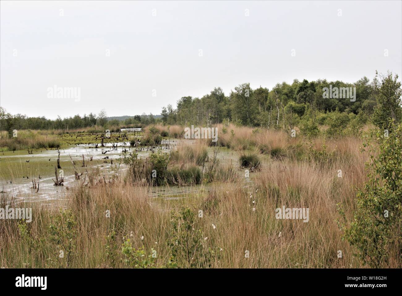 Rush belts at a Restored Wetland at Bargerveen Netherlands Stock Photo ...