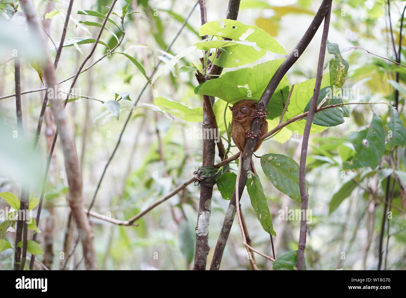 Tarsier monkeys in Bohol, Philippines Stock Photo - Alamy
