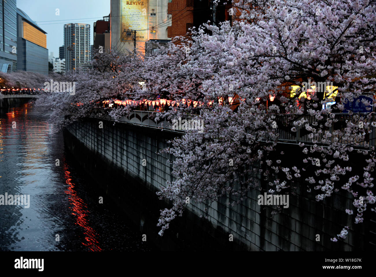 Cherry Blossom Meguro River Tokyo Japan Stock Photo - Alamy