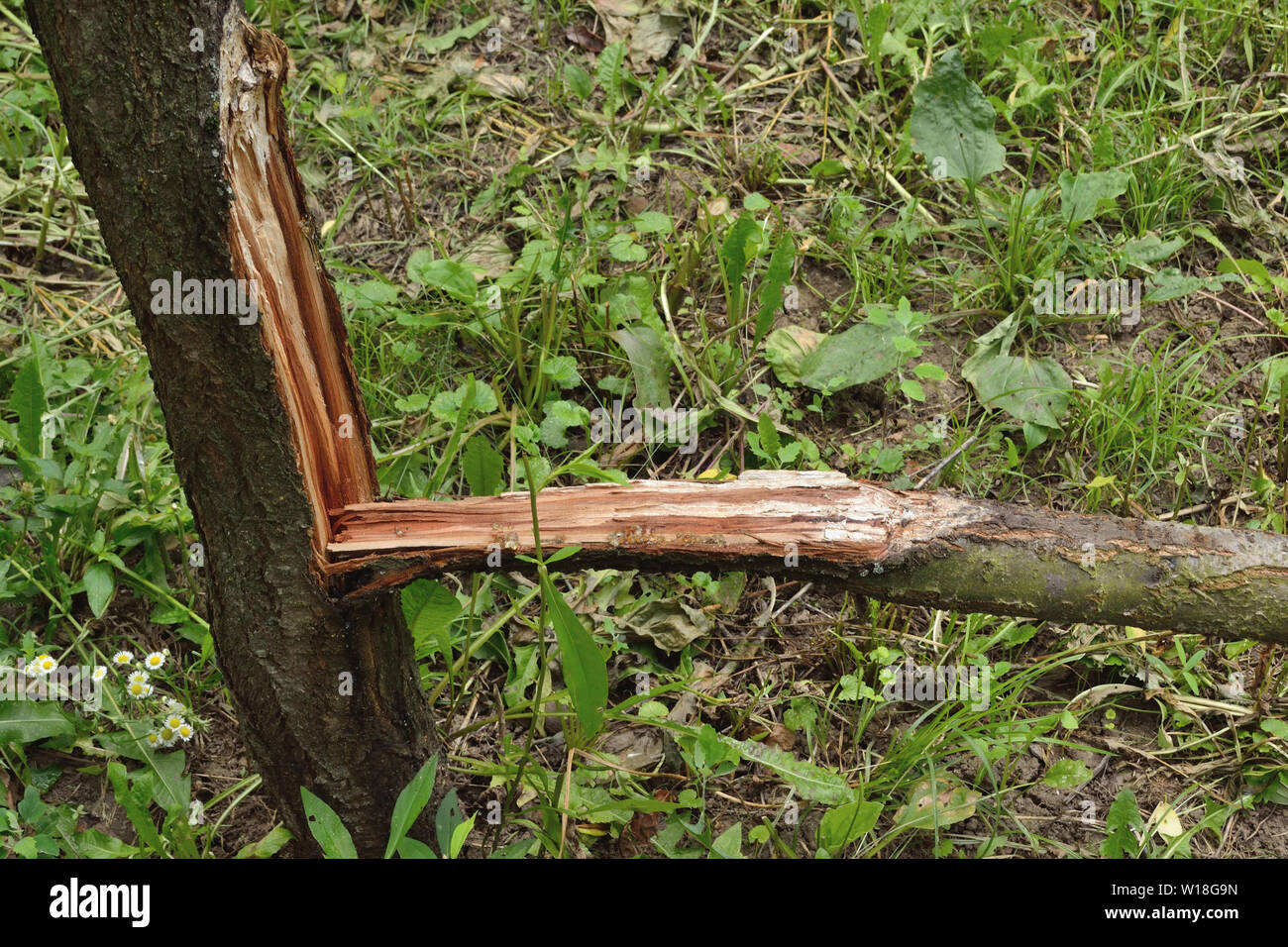 A broken plum tree trunk by a wind. Storm damage Stock Photo - Alamy