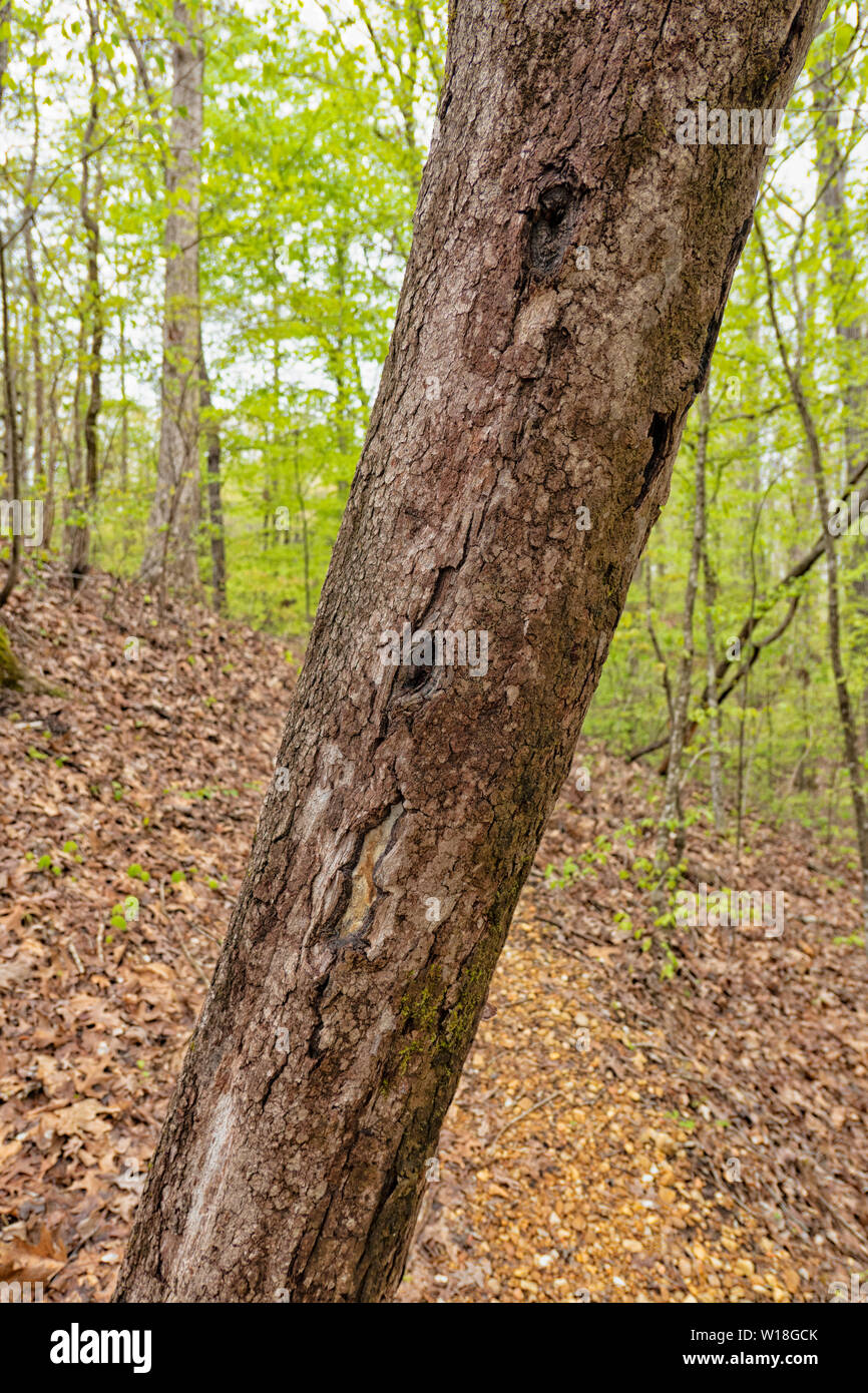 Bark of dogwood in close up Stock Photo - Alamy