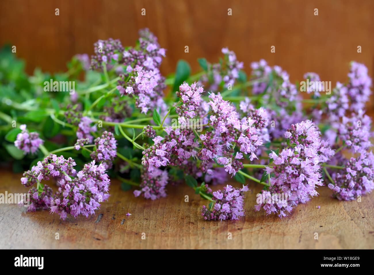 Bunch of fresh oregano (Origanum vulgare Stock Photo - Alamy