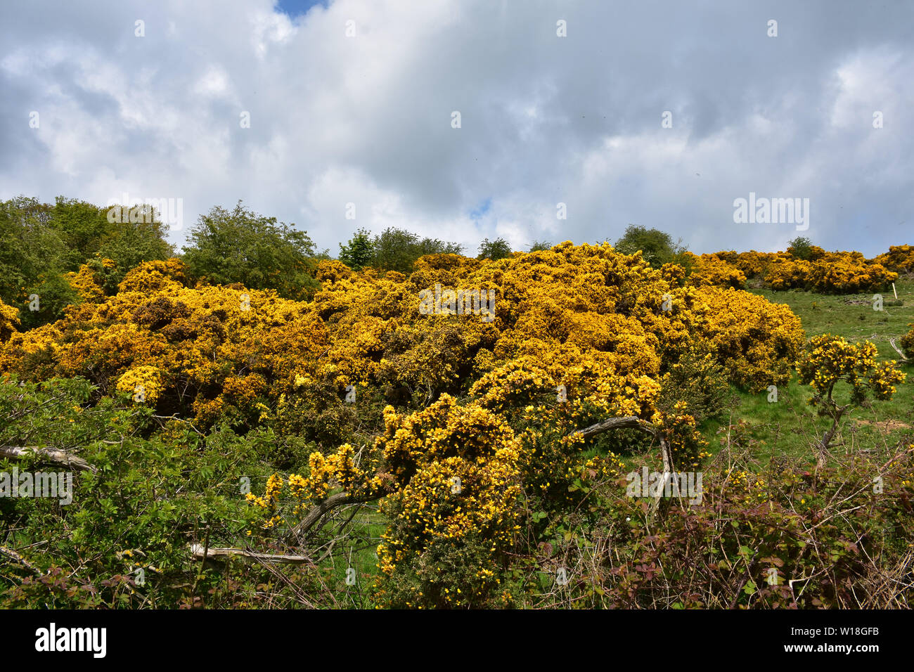 Gorse evergreen bushes hi-res stock photography and images - Alamy