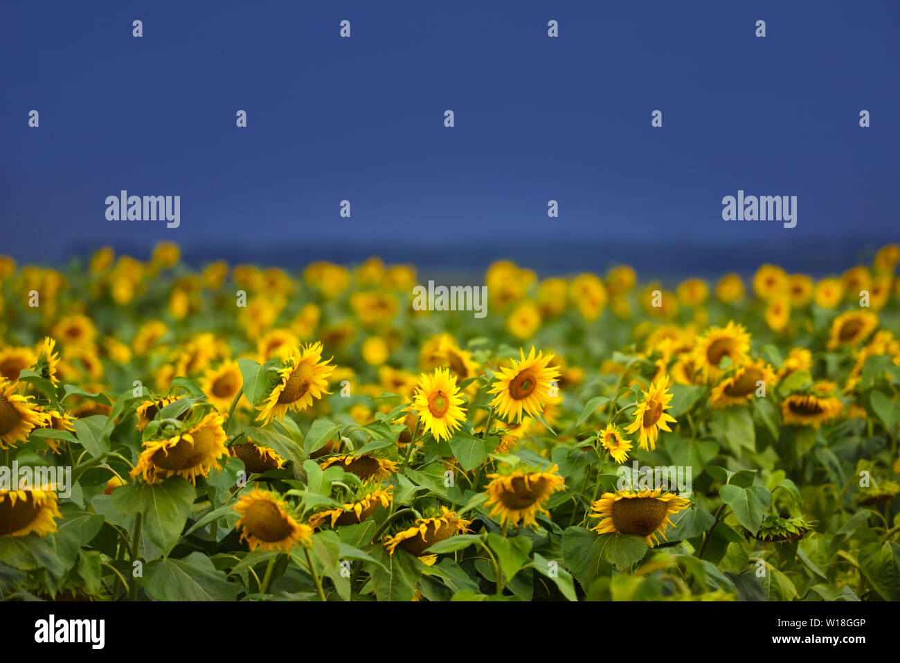 Sunflower field on the background of a dark blue storm clouds Stock ...