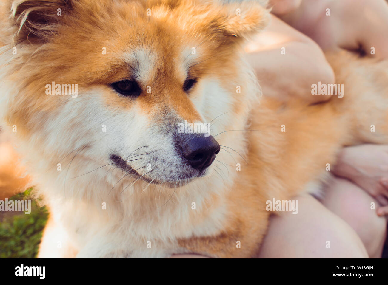 Red fluffy dog breed Akita inu, a pet on the street Stock Photo - Alamy