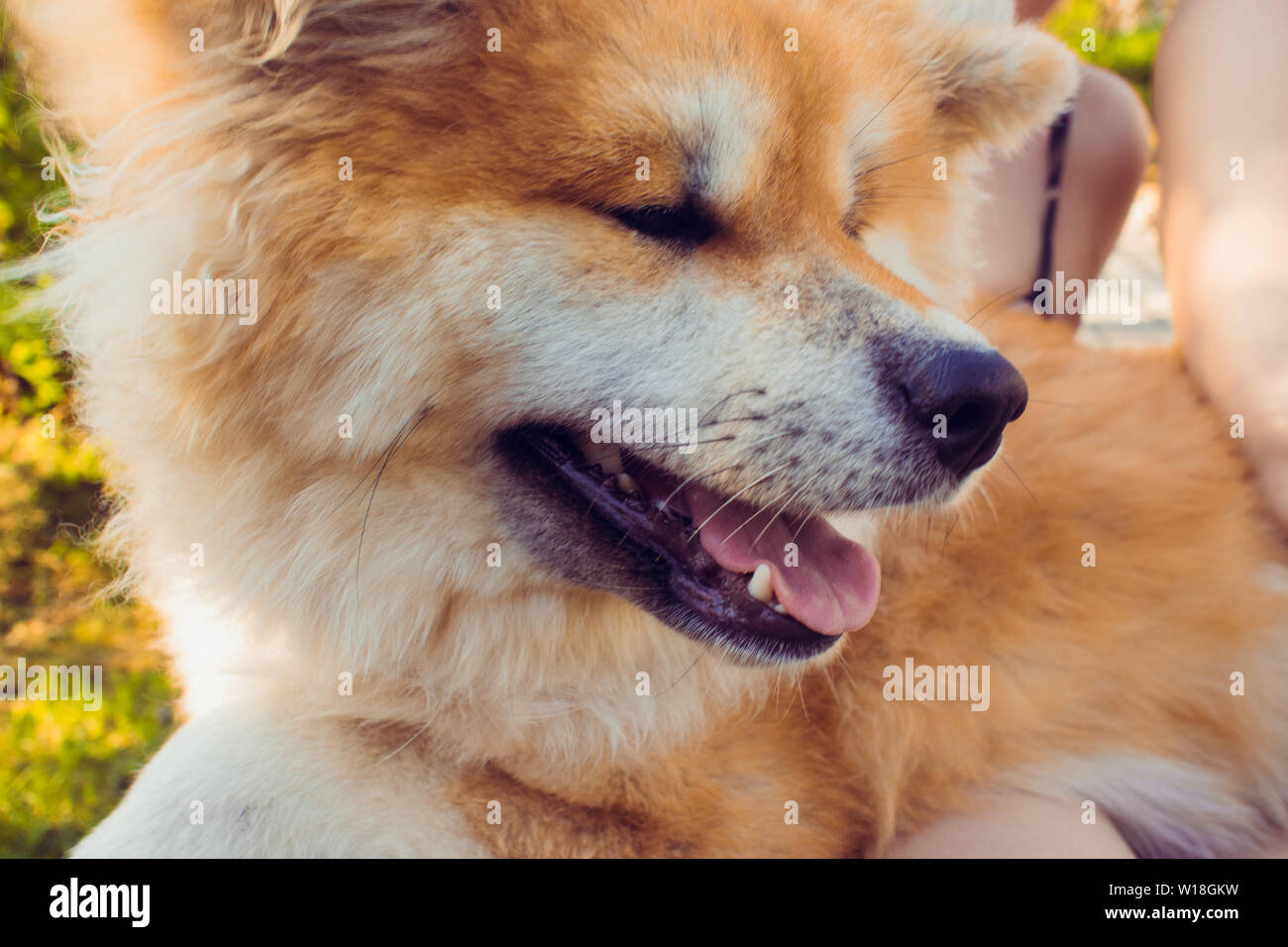 Red fluffy dog breed Akita inu, a pet on the street Stock Photo - Alamy