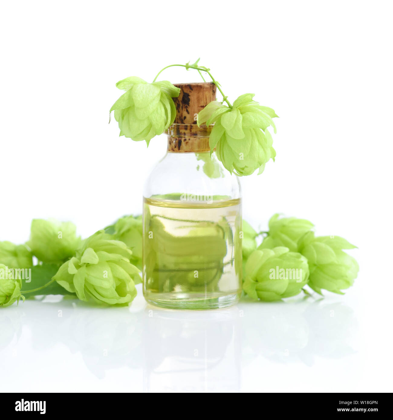 Hop cones (Humulus) with medicinal plant extract in glass bottle ...