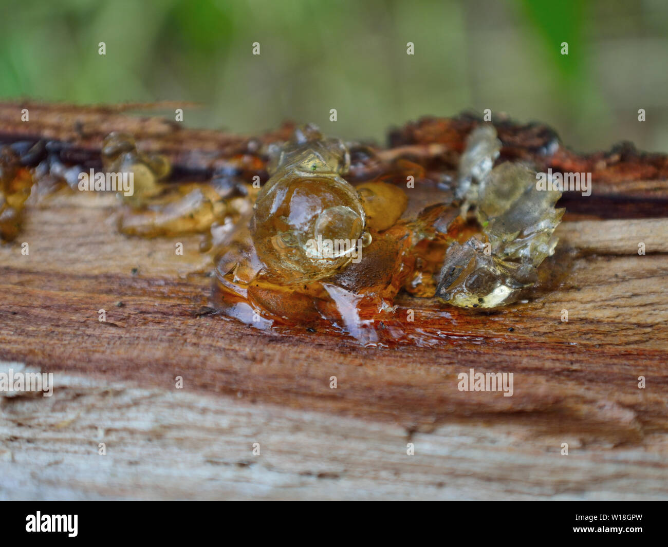 A broken plum tree by a wind. Storm damage, Storm damage, close up of ...