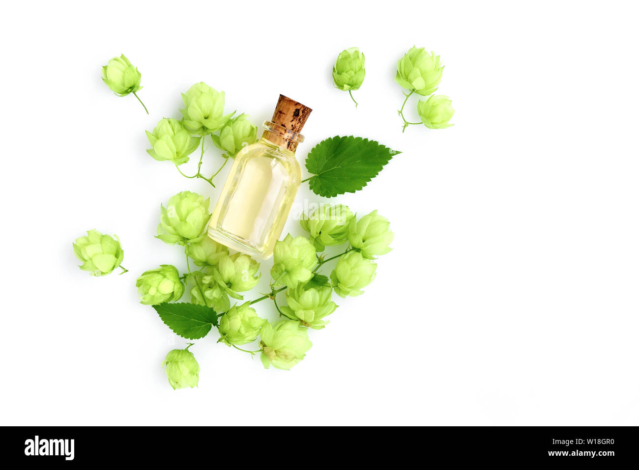 Hop cones (Humulus) with medicinal plant extract in glass bottle ...