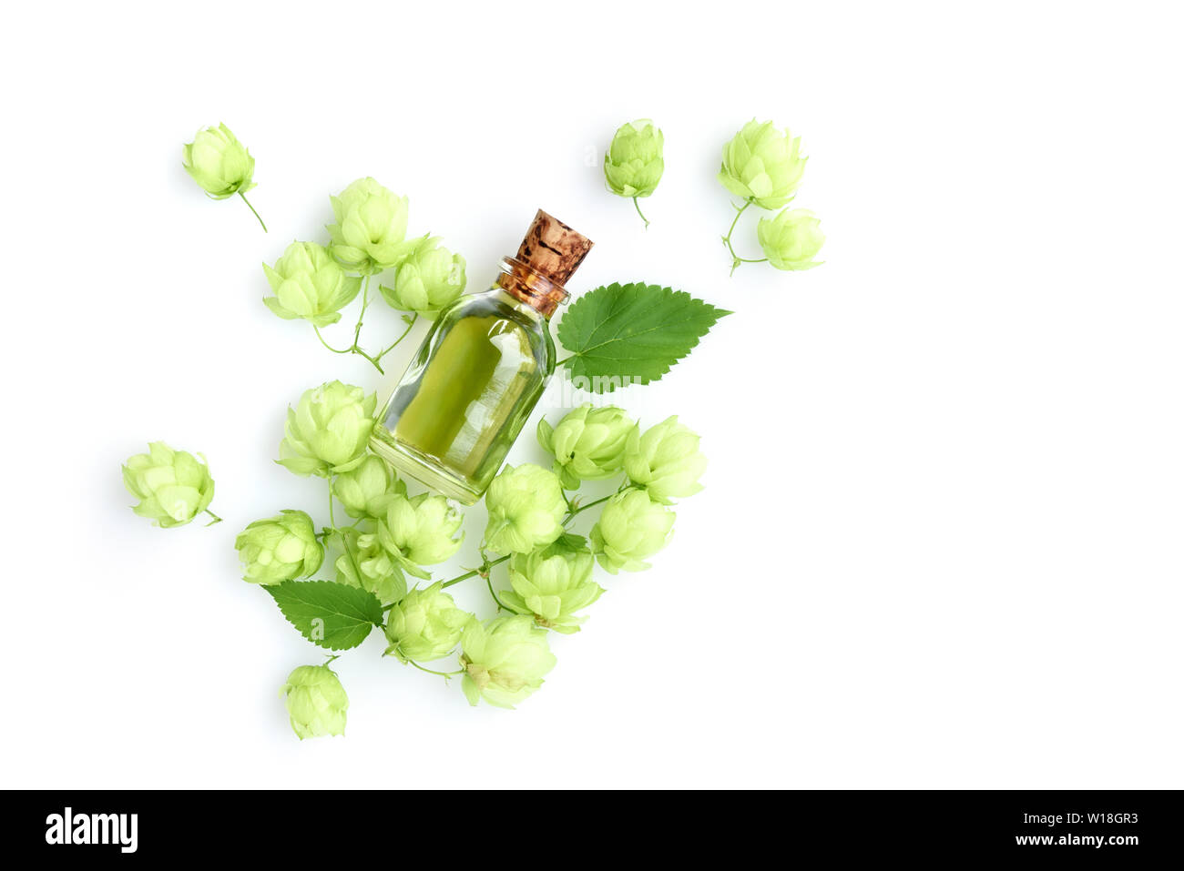 Hop cones (Humulus) with medicinal plant extract in glass bottle ...