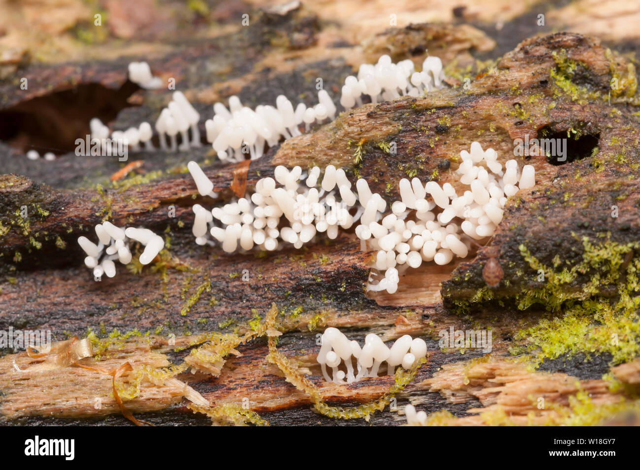 Young slime mold (Arcyria sp.) fruiting bodies (sporangia) grow on a ...