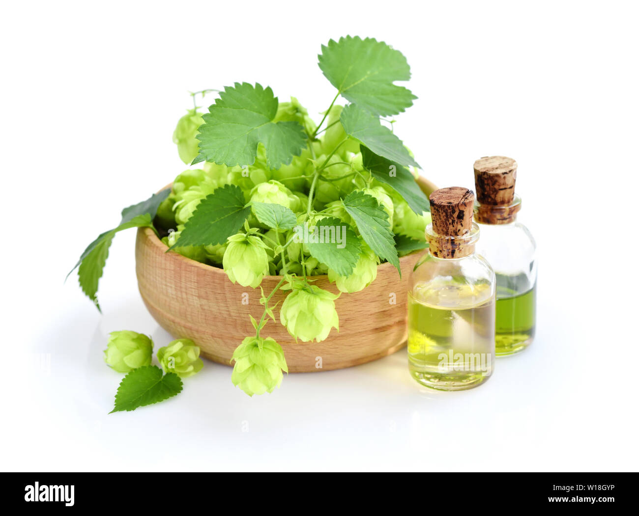Hop cones (Humulus) with medicinal plant extract in glass bottles ...