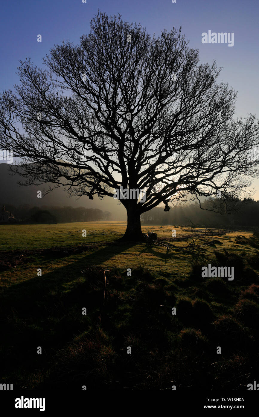 English oak at sunset hi-res stock photography and images - Alamy