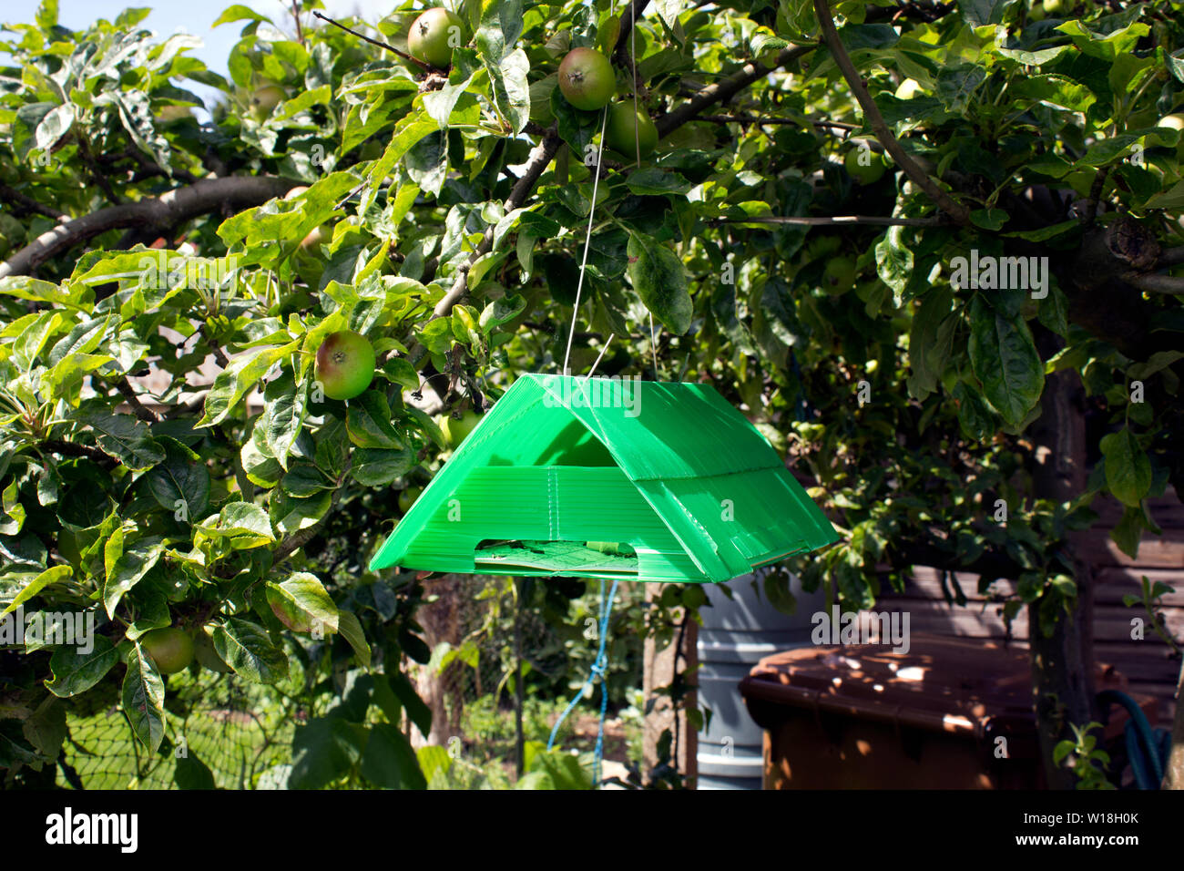 CODLING MOTH TRAP HANGING IN APPLE TREE. SHOWS TRAPPED MOTHS Stock ...