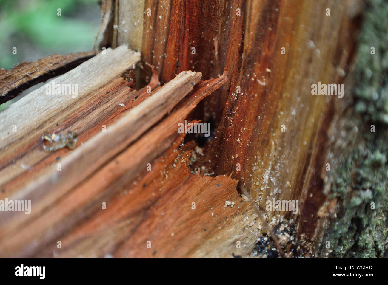 Crushed plum hi-res stock photography and images - Alamy