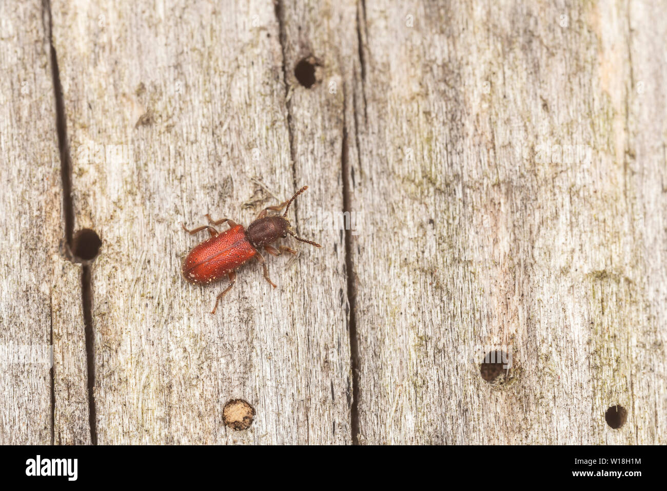 A Checkered Beetle (Zenodosus sanguineus) explores the surface of a ...